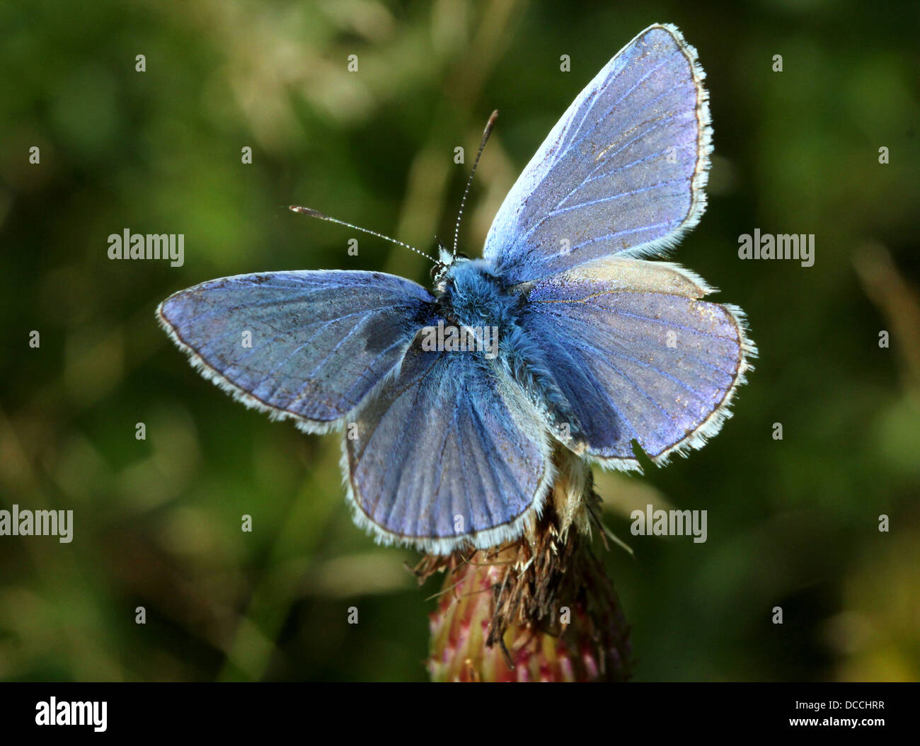 Blaues männchen hi-res stock photography and images - Alamy