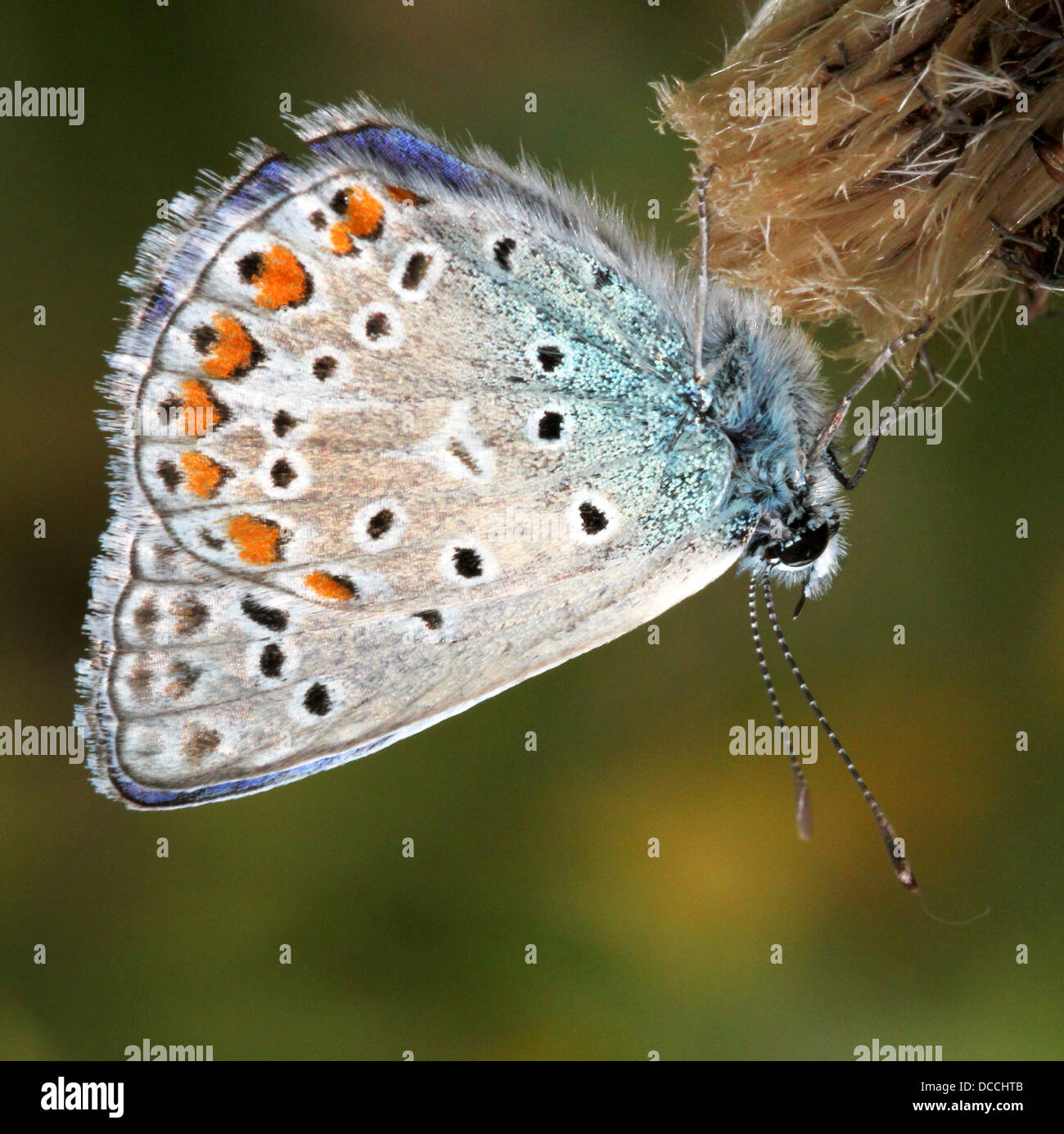 Blaues männchen hi-res stock photography and images - Alamy