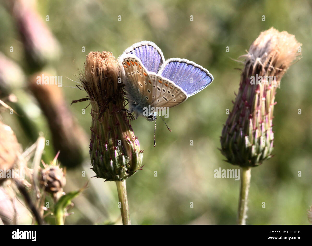 Blaues männchen hi-res stock photography and images - Alamy