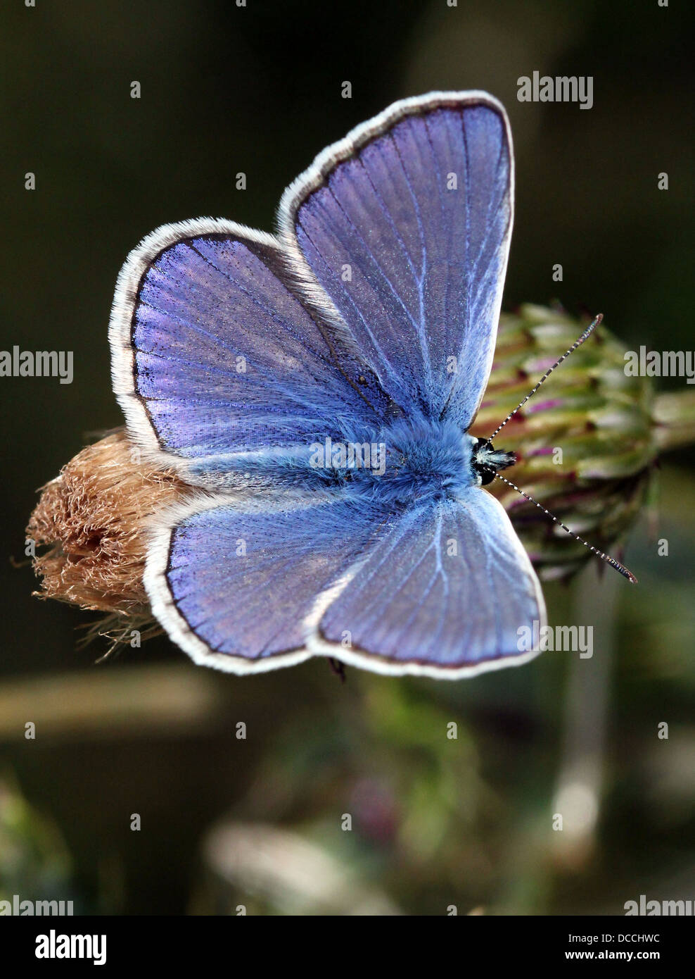 Detailed macro image of male Common Blue (Polyommatus icarus) butterfly ...