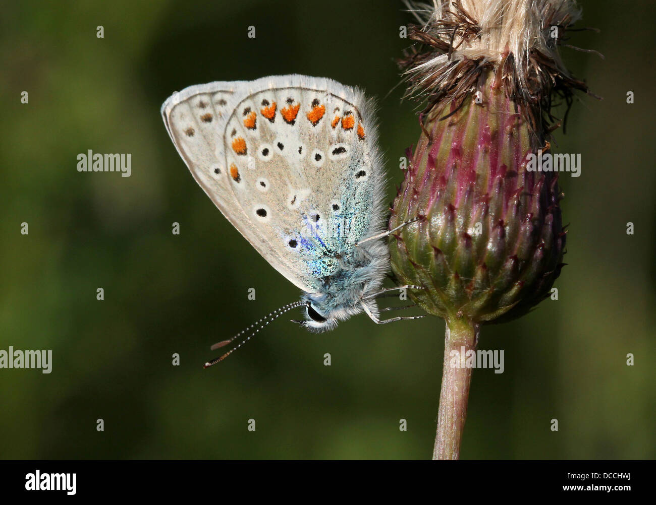 Detailed macro image of a female Common Blue (Polyommatus icarus ...