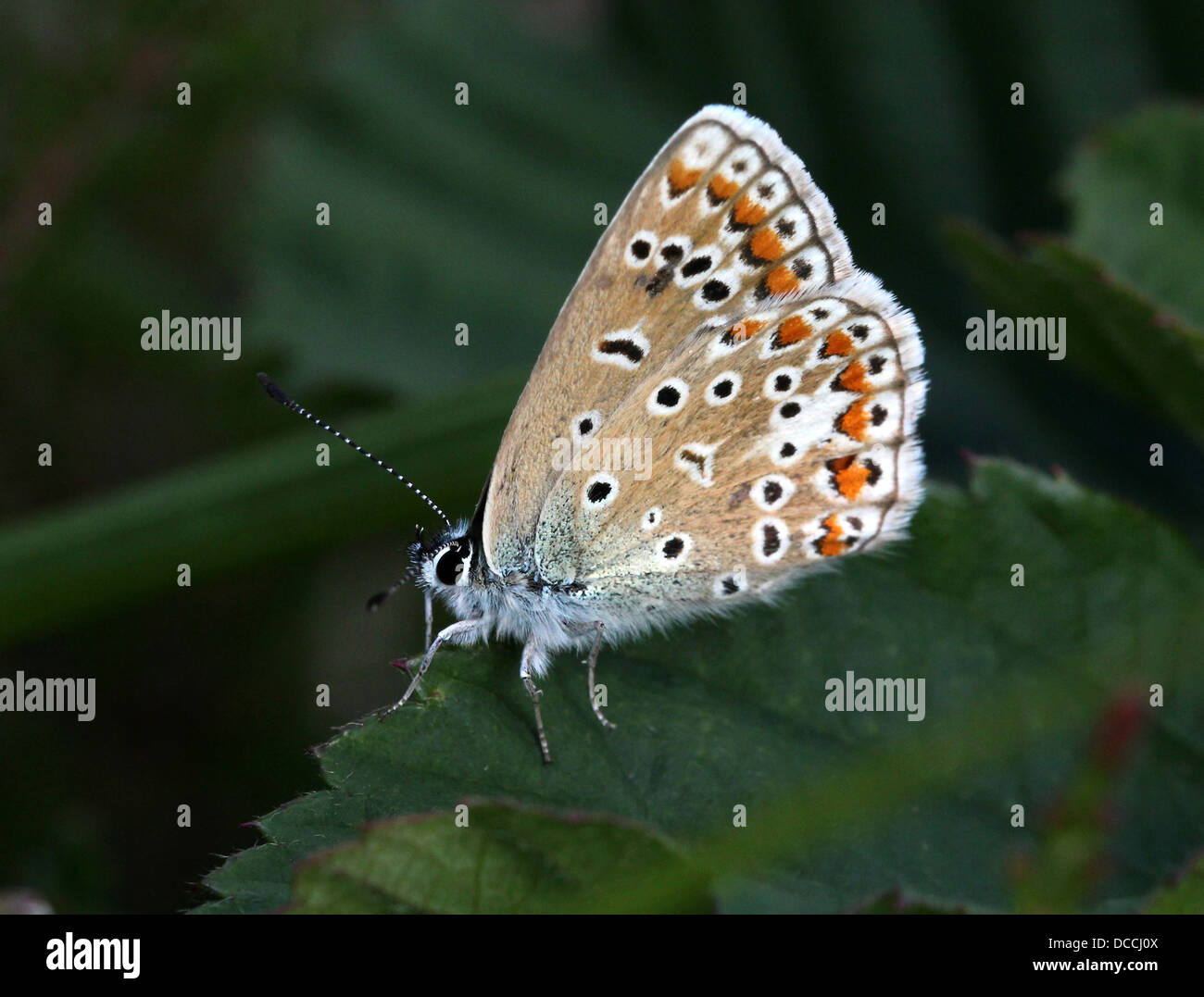 Detailed macro image of a female Common Blue (Polyommatus icarus ...