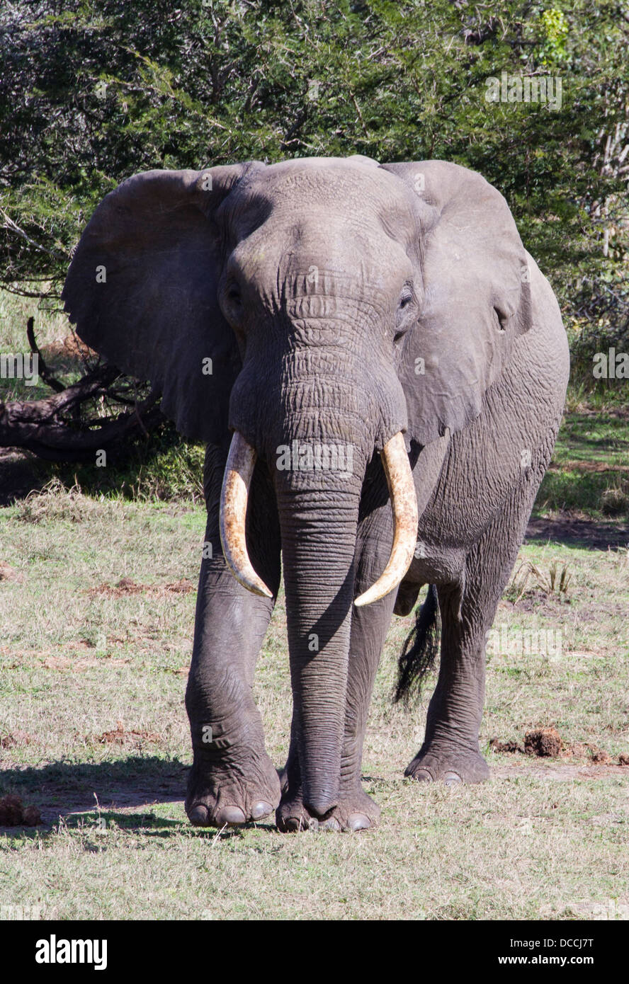 Male african elephant hi-res stock photography and images - Alamy