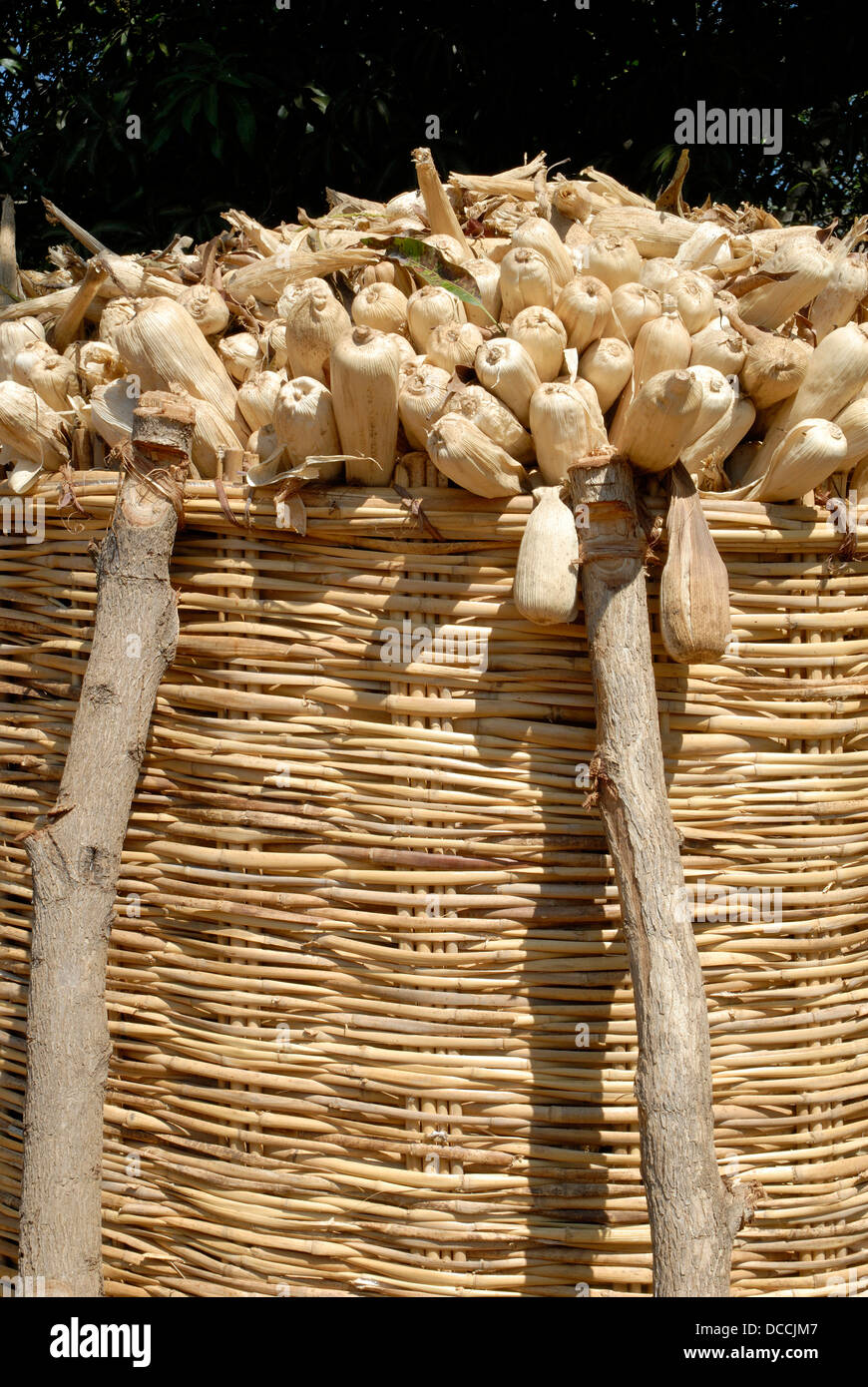 Maize farming malawi hi-res stock photography and images - Alamy