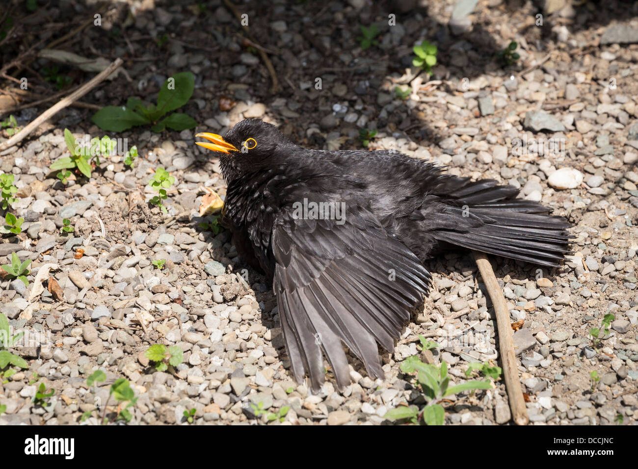 A Blackbird sunbathing in a suburban garden Stock Photo - Alamy