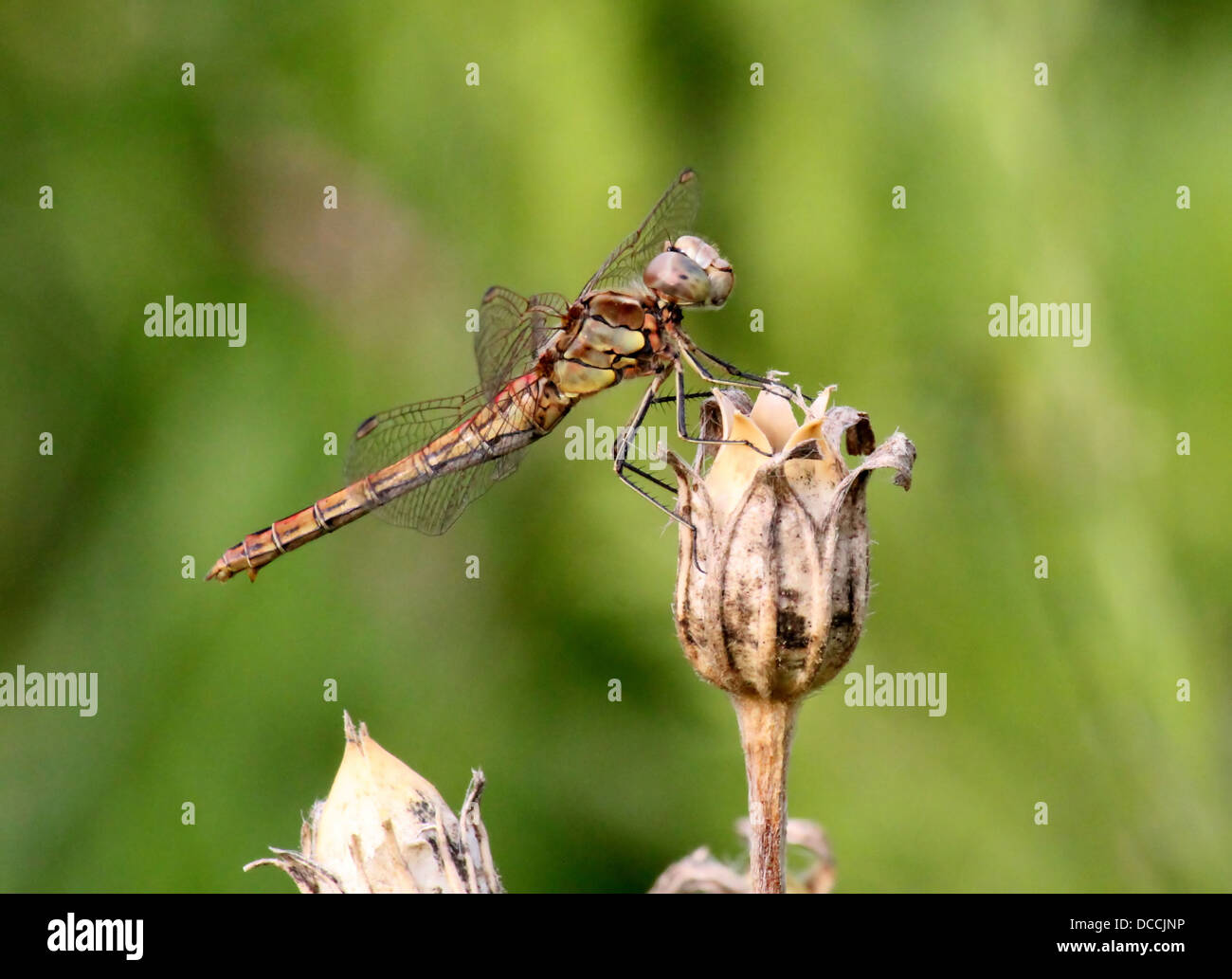 Male Vagrant Darter (Sympetrum vulgatum) dragonfly Stock Photo - Alamy