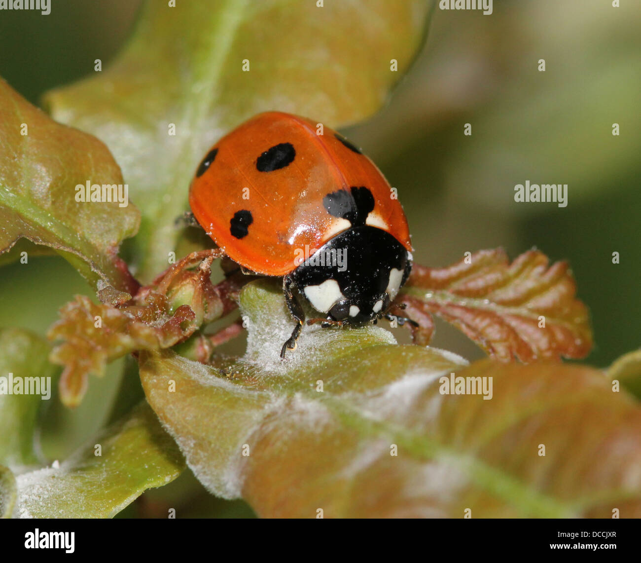 Seven-spot ladybird or spotted ladybug (Coccinella septempunctata ...