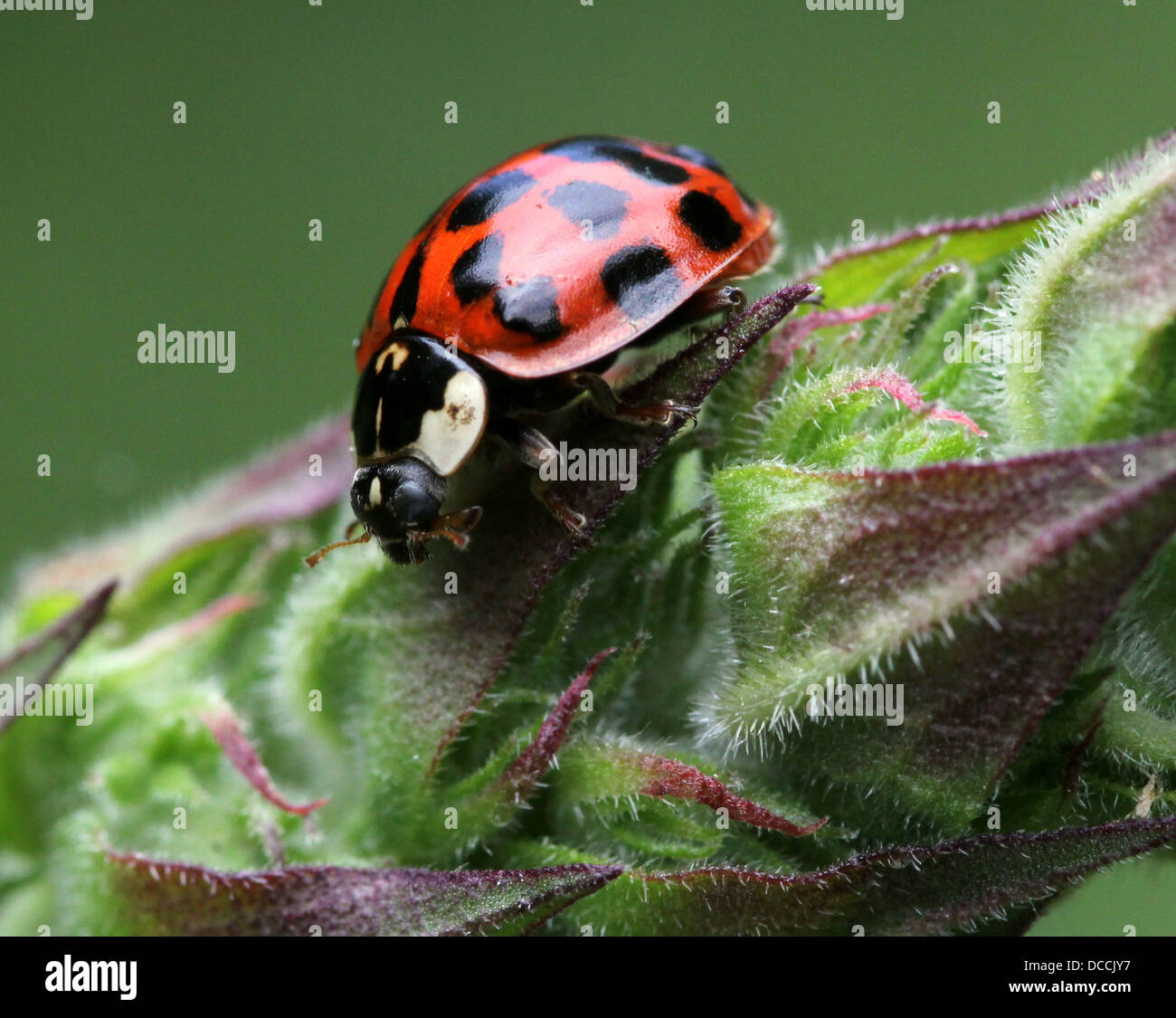 Seven-spot ladybird or spotted ladybug (Coccinella septempunctata ...
