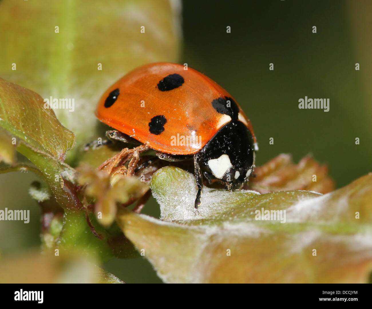 Seven-spot ladybird or spotted ladybug (Coccinella septempunctata ...
