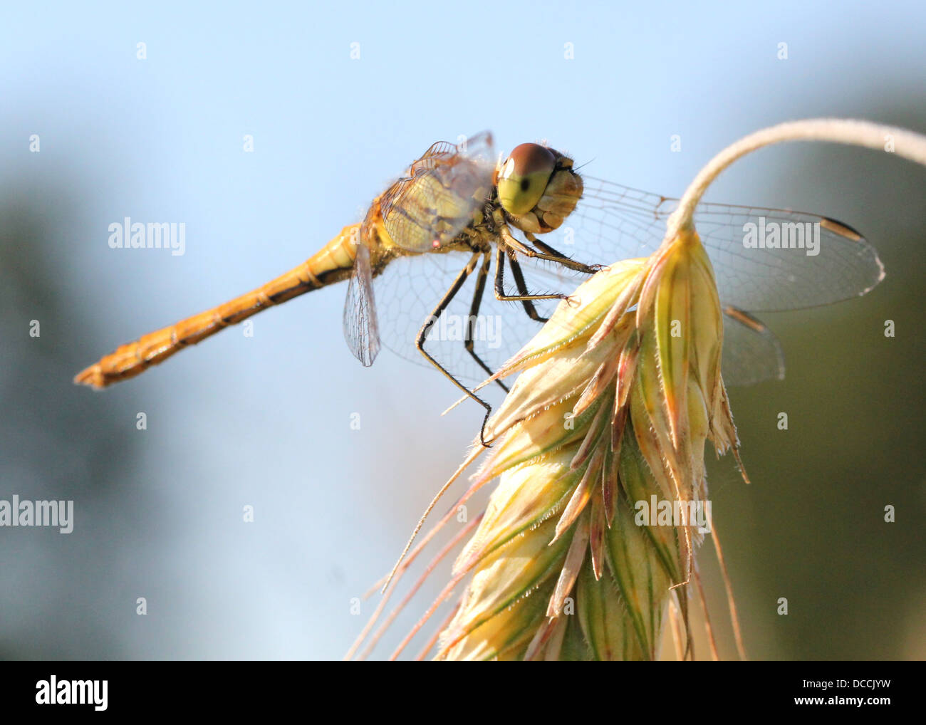 Female Vagrant Darter (Sympetrum vulgatum) dragonfly Stock Photo - Alamy
