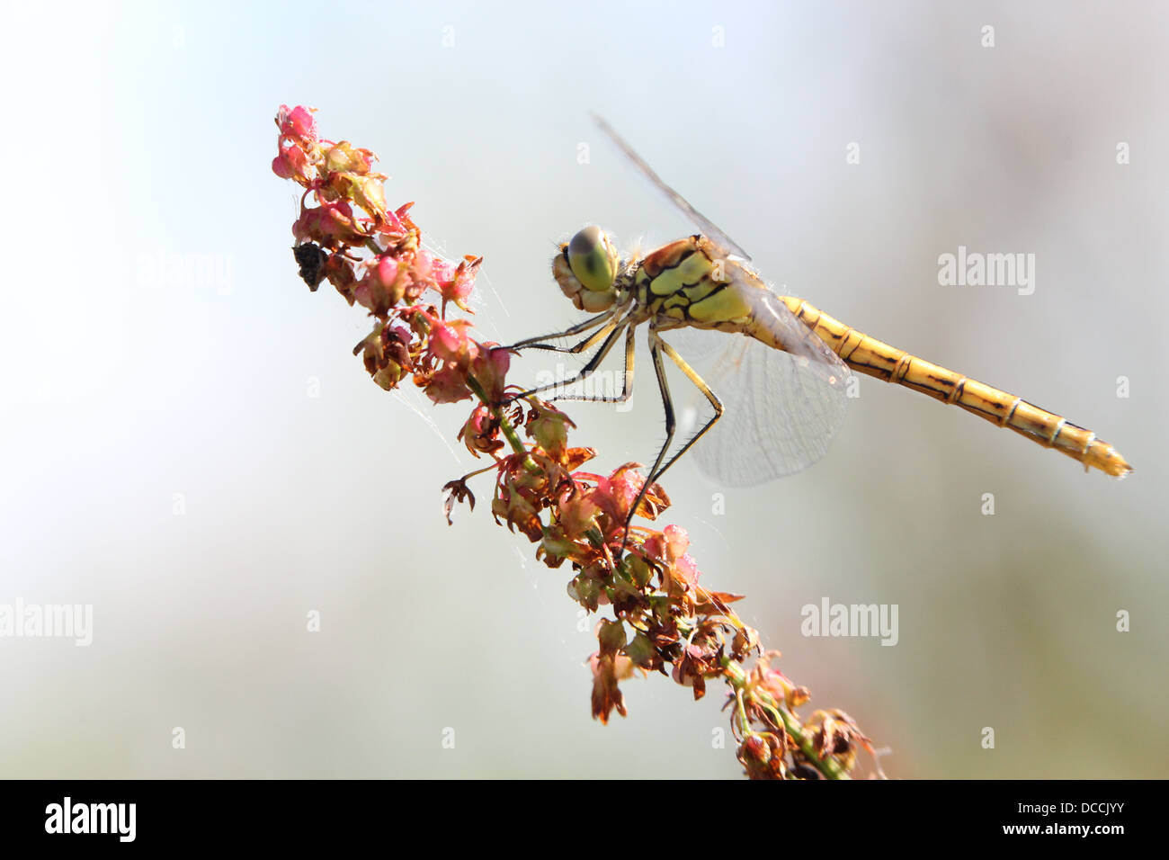 Female Vagrant Darter (Sympetrum vulgatum) dragonfly Stock Photo - Alamy