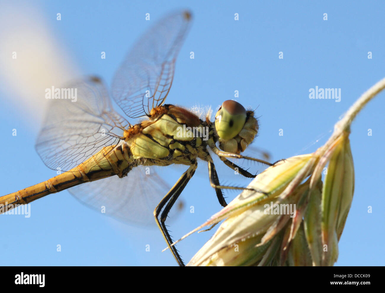 Extremely detailed close-up of the head of a female Vagrant Darter ...