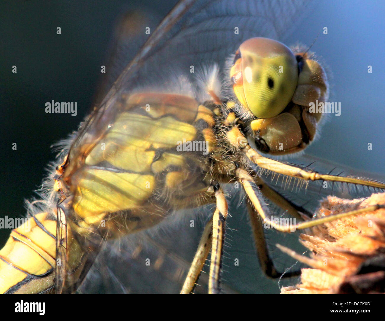 Extremely detailed close-up of the head of a female Vagrant Darter ...