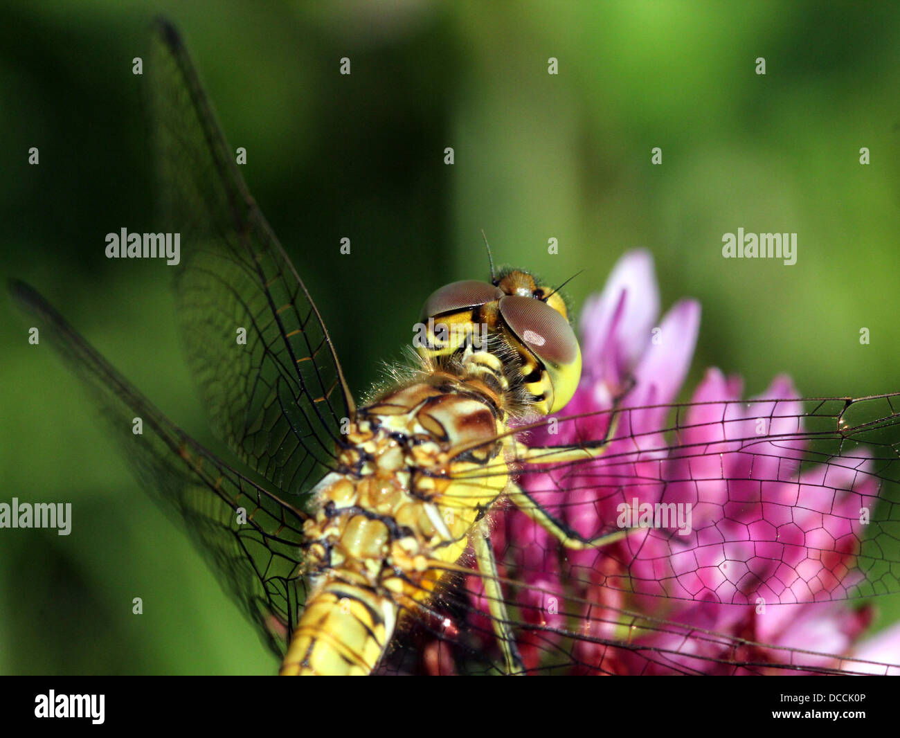 Extremely detailed close-up of the head of a female Vagrant Darter ...