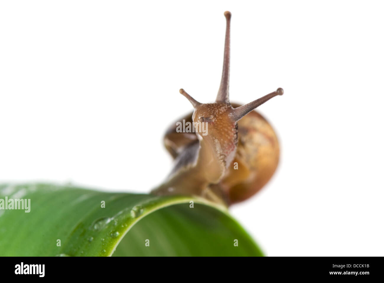 Animal studio garden hi-res stock photography and images - Alamy