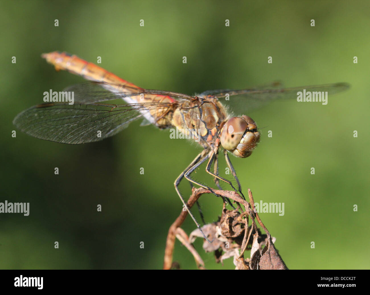 Male Vagrant Darter (Sympetrum vulgatum) dragonfly Stock Photo - Alamy