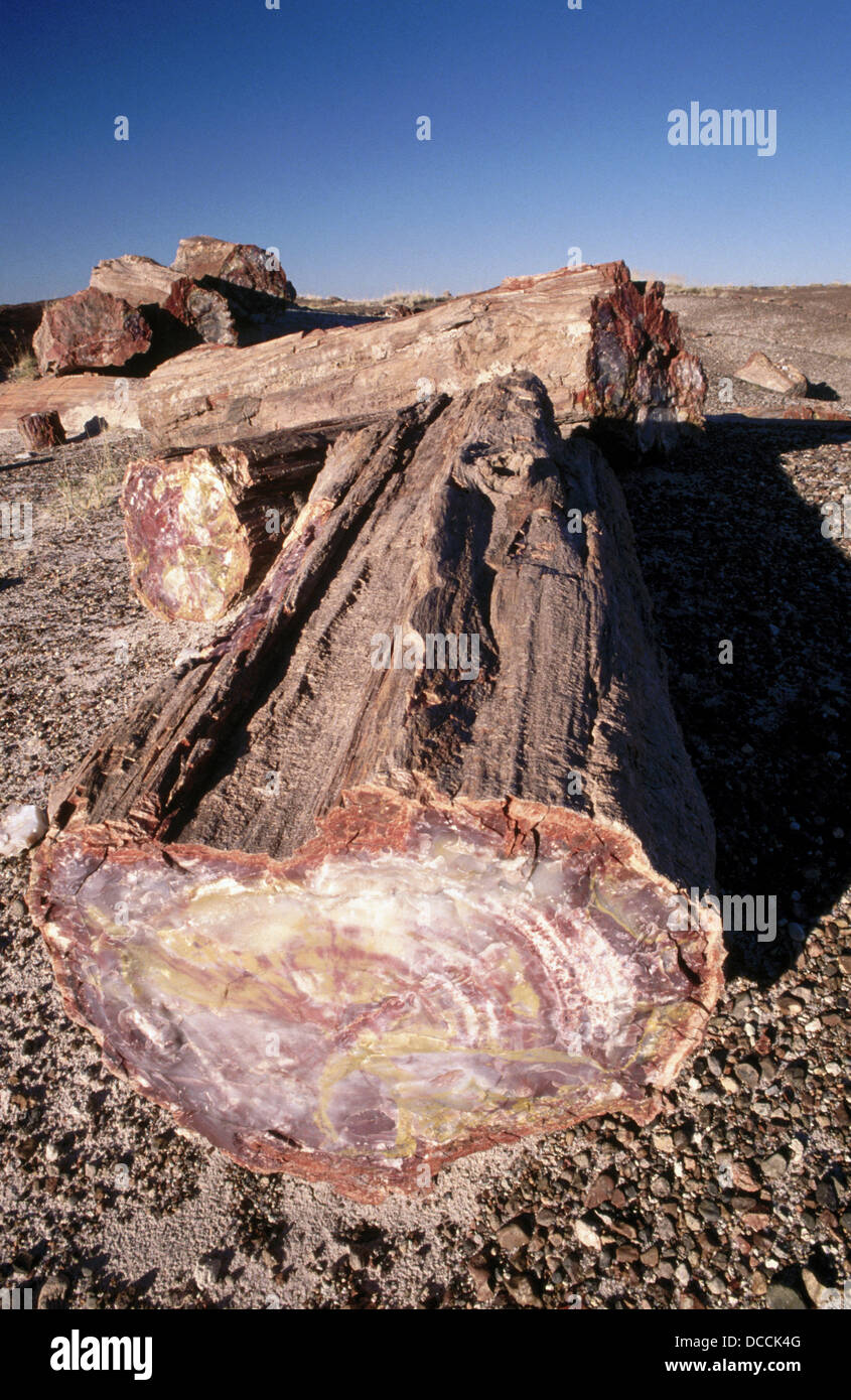 Evening light on cross section of petrified logs. Petrified Forest ...