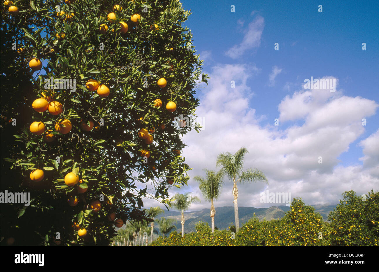 Orange groves california hi-res stock photography and images - Alamy