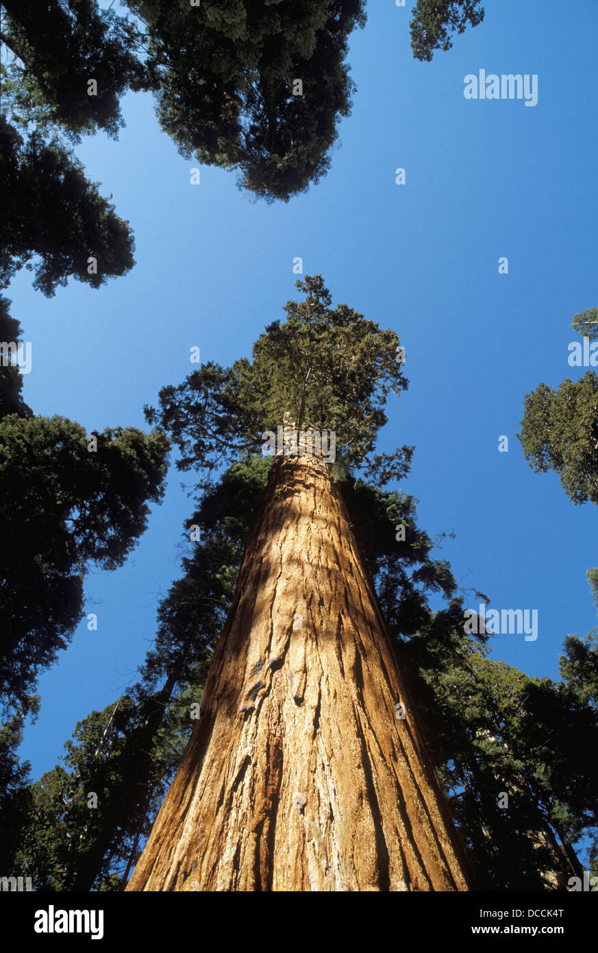 Giant Sequoia (Sequoiadendron giganteum) in the Giant Forest. Sequoia National Park. California ...