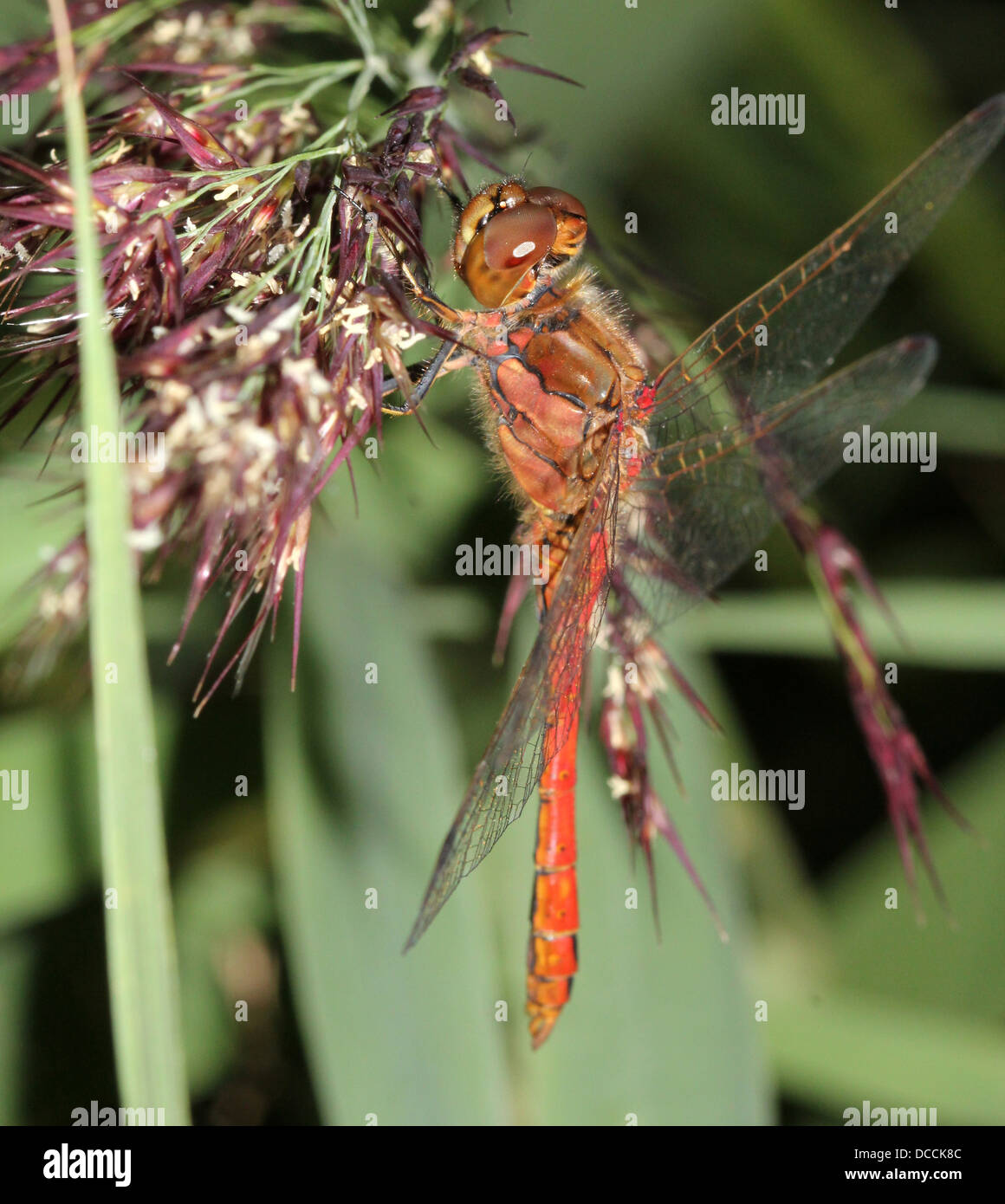 Male Vagrant Darter (Sympetrum vulgatum) dragonfly Stock Photo - Alamy