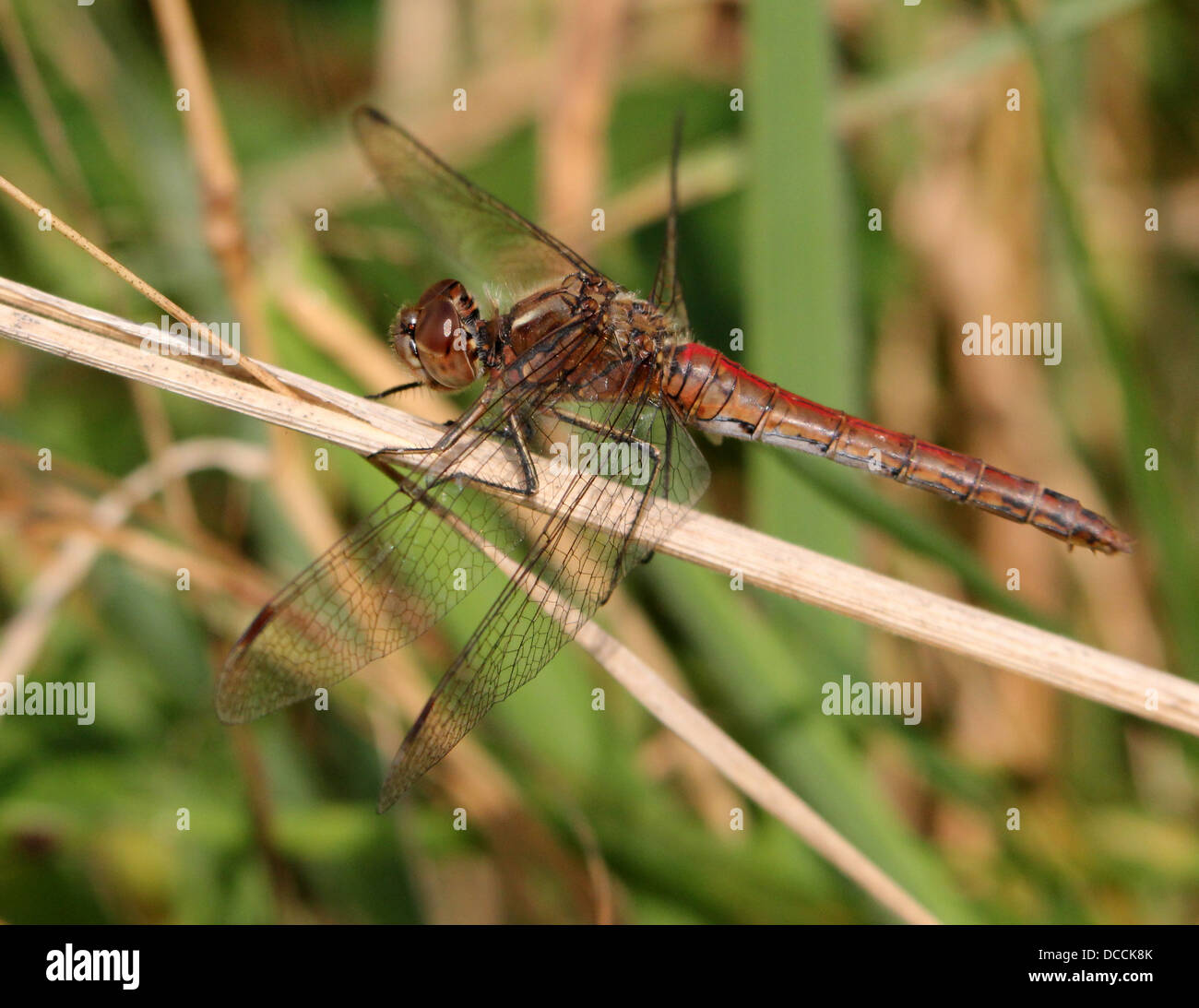 Male Vagrant Darter (Sympetrum vulgatum) dragonfly Stock Photo - Alamy