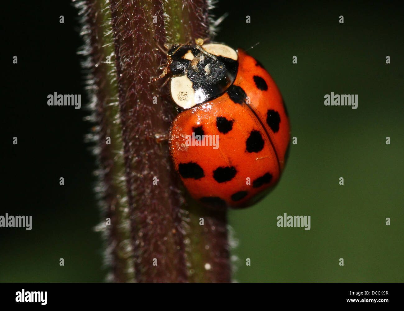 Seven-spot ladybird or spotted ladybug (Coccinella septempunctata ...