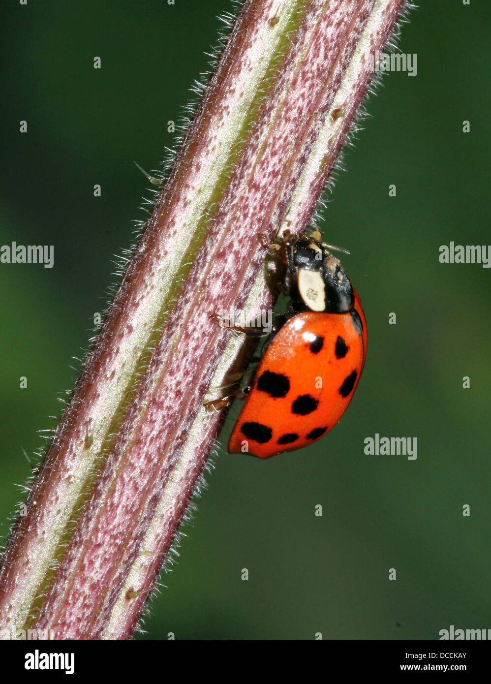 Seven-spot ladybird or spotted ladybug (Coccinella septempunctata ...
