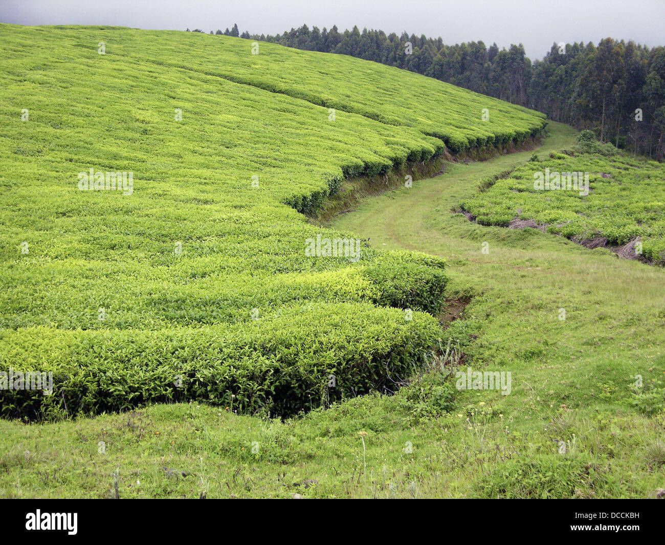 Tea plantations. Rwanda Stock Photo - Alamy