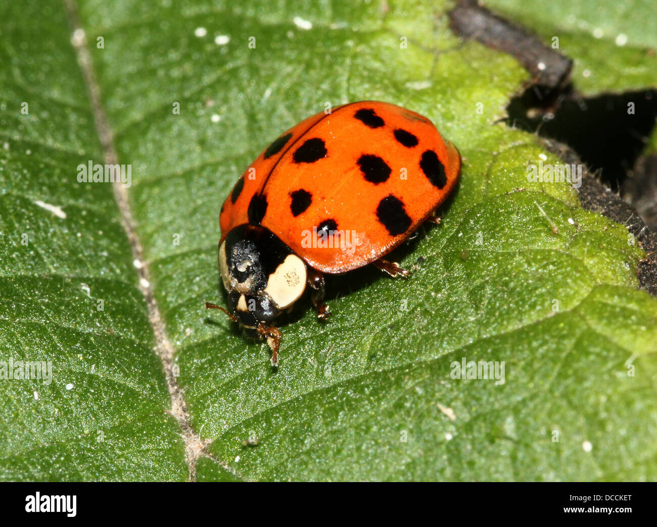Seven-spot ladybird or spotted ladybug (Coccinella septempunctata ...
