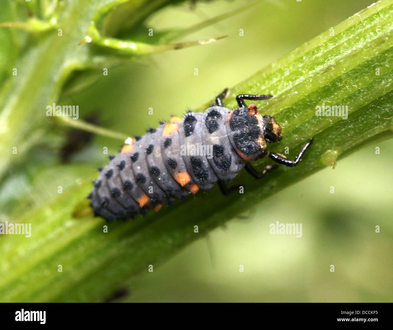 Larva of the Seven-spot ladybird or spotted ladybug (Coccinella ...