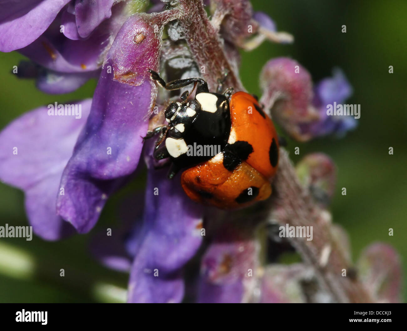 Seven-spot ladybird or spotted ladybug (Coccinella septempunctata ...
