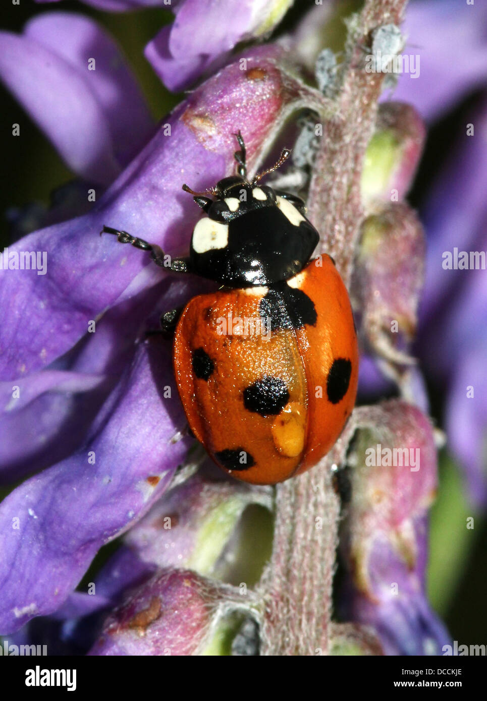Seven-spot ladybird or spotted ladybug (Coccinella septempunctata ...