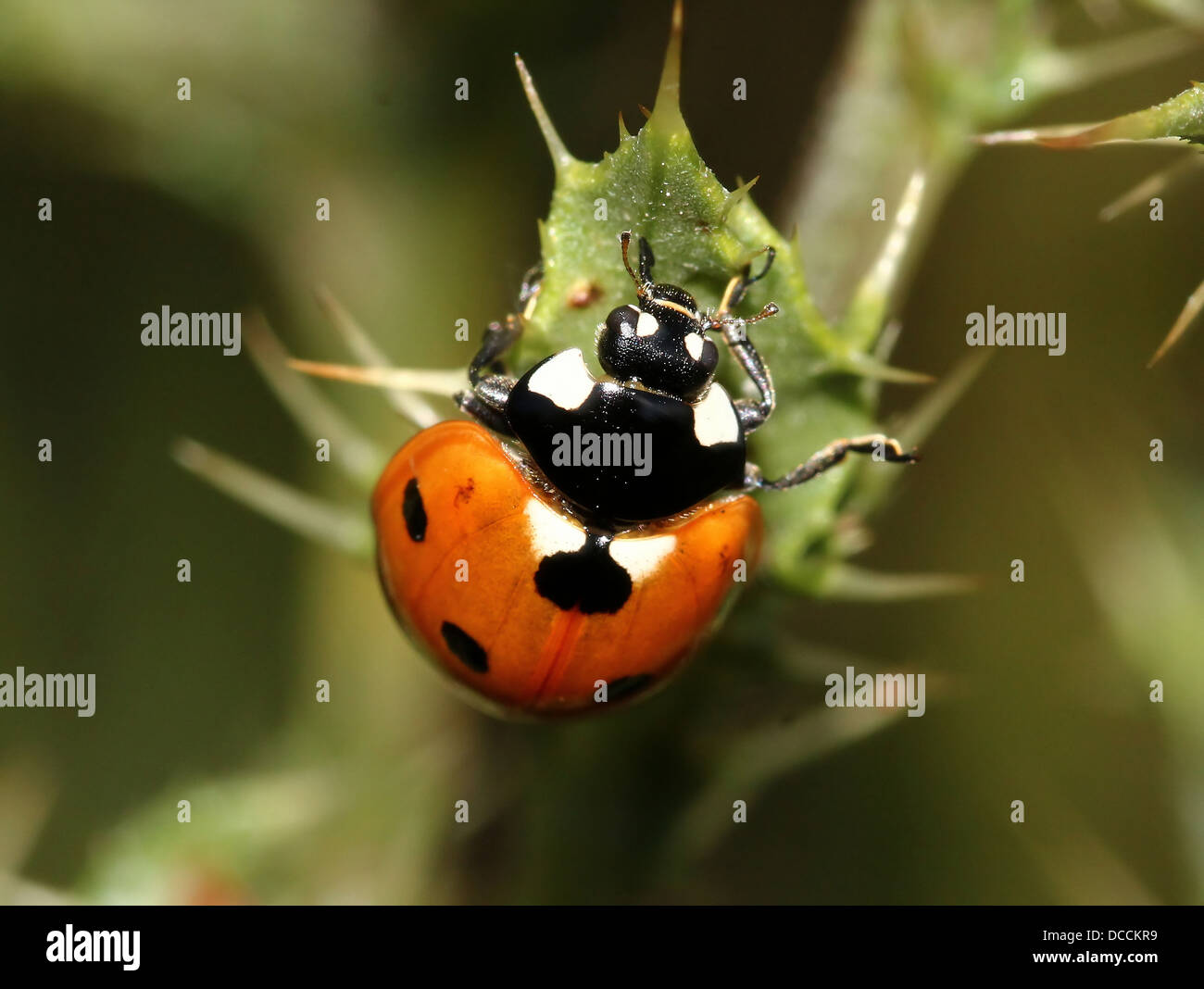 Seven-spot ladybird or spotted ladybug (Coccinella septempunctata ...