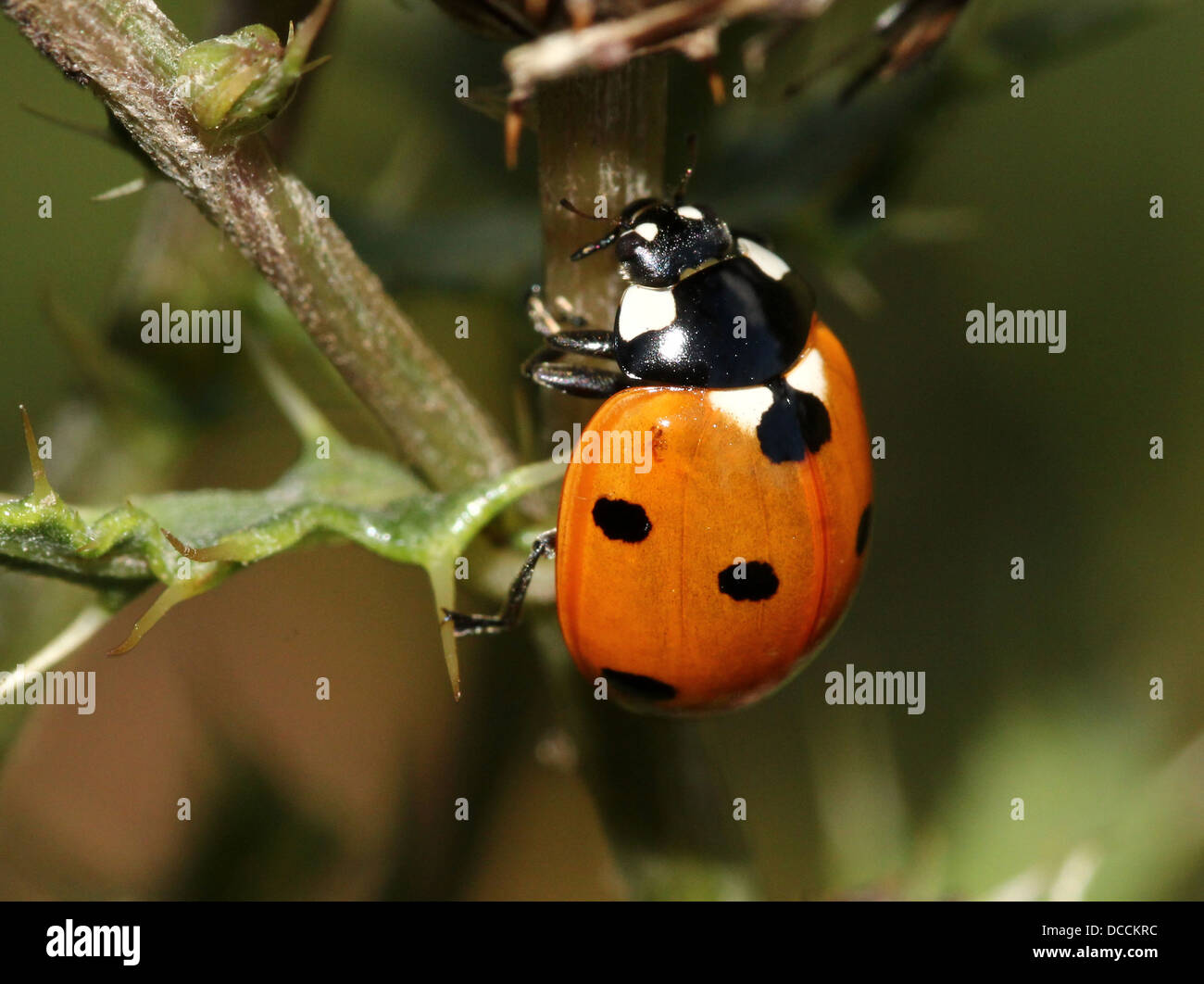 Seven-spot ladybird or spotted ladybug (Coccinella septempunctata ...