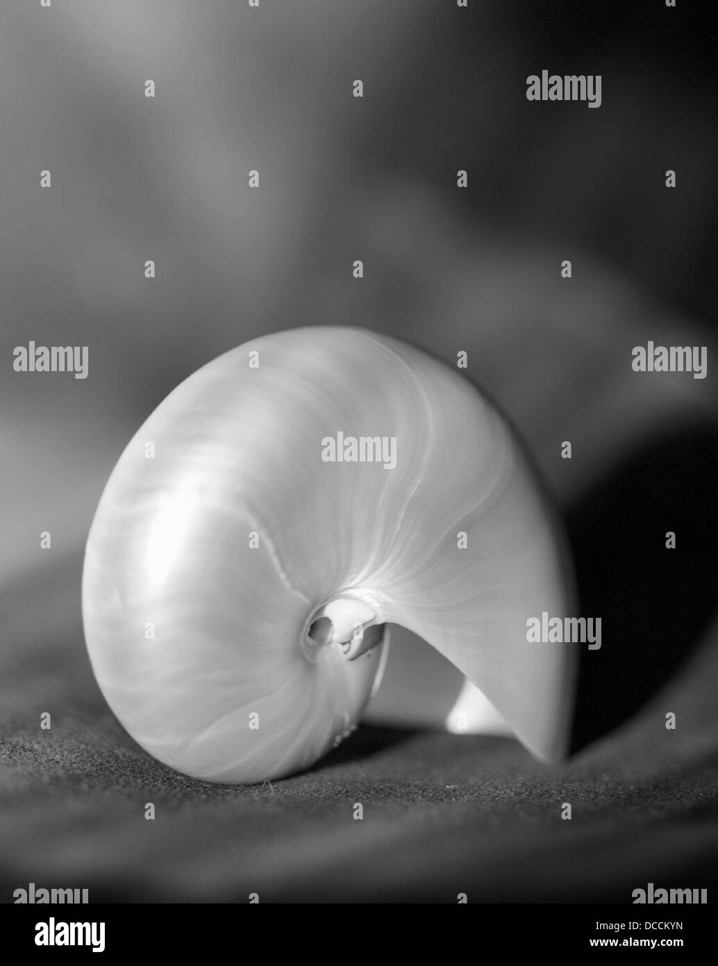 Nautilus shell inside hi-res stock photography and images - Alamy