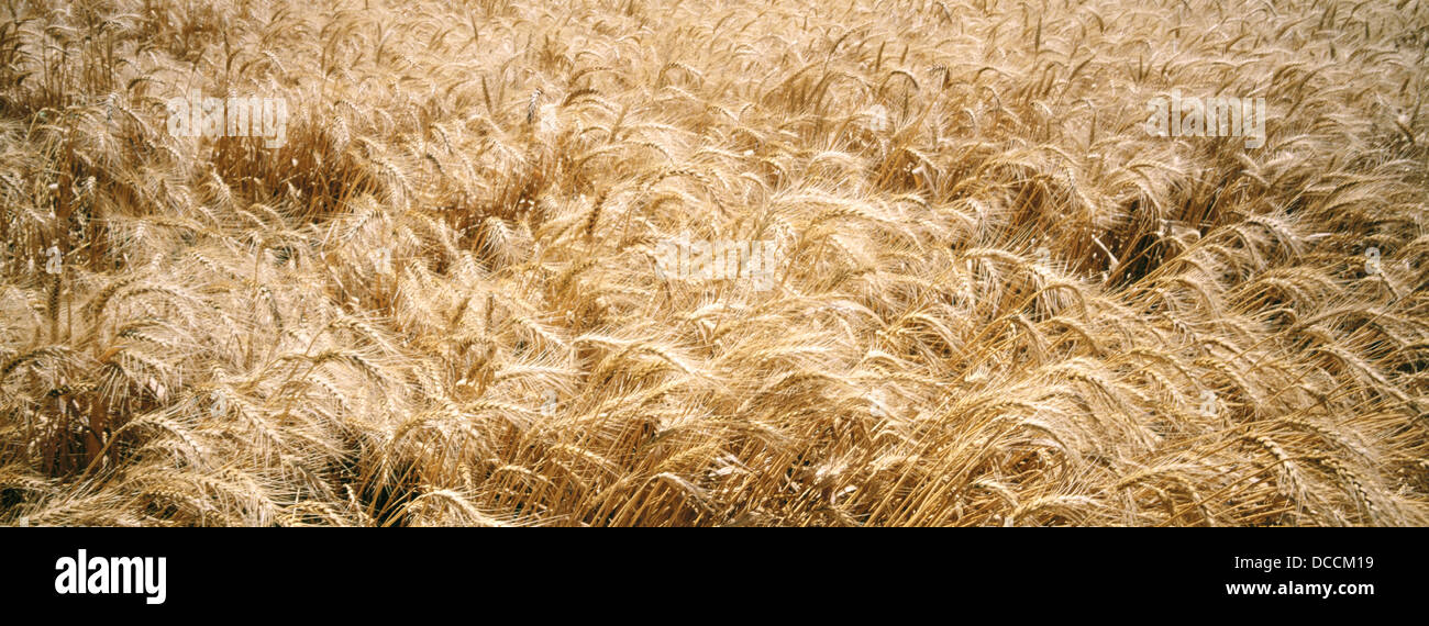 Wheat Field Australia High Resolution Stock Photography and Images - Alamy