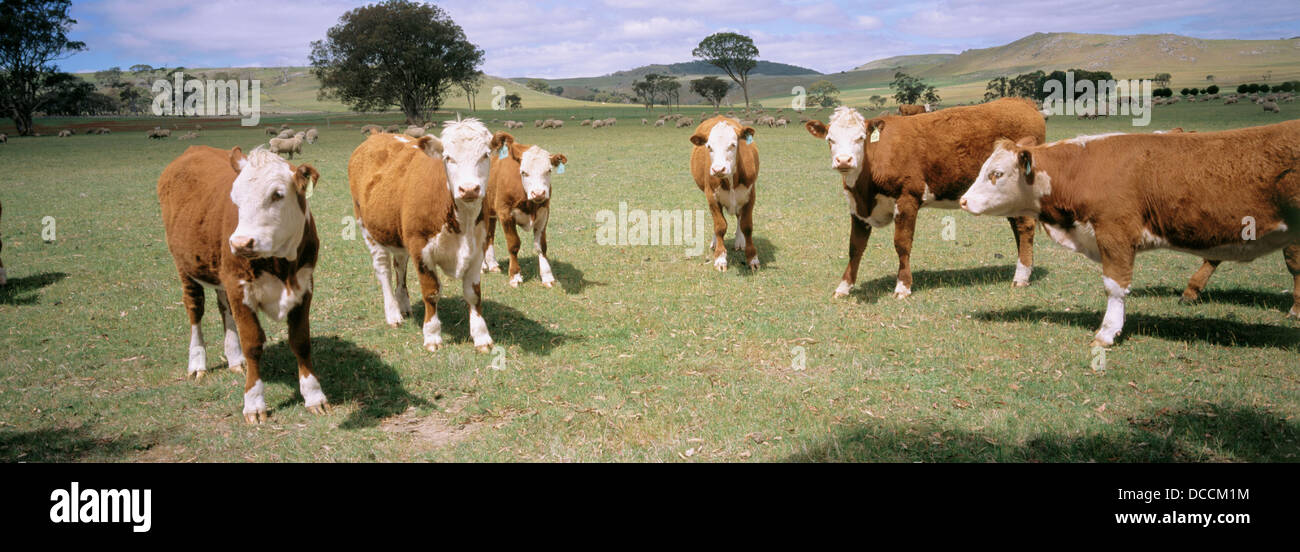 6 cows hi-res stock photography and images - Alamy