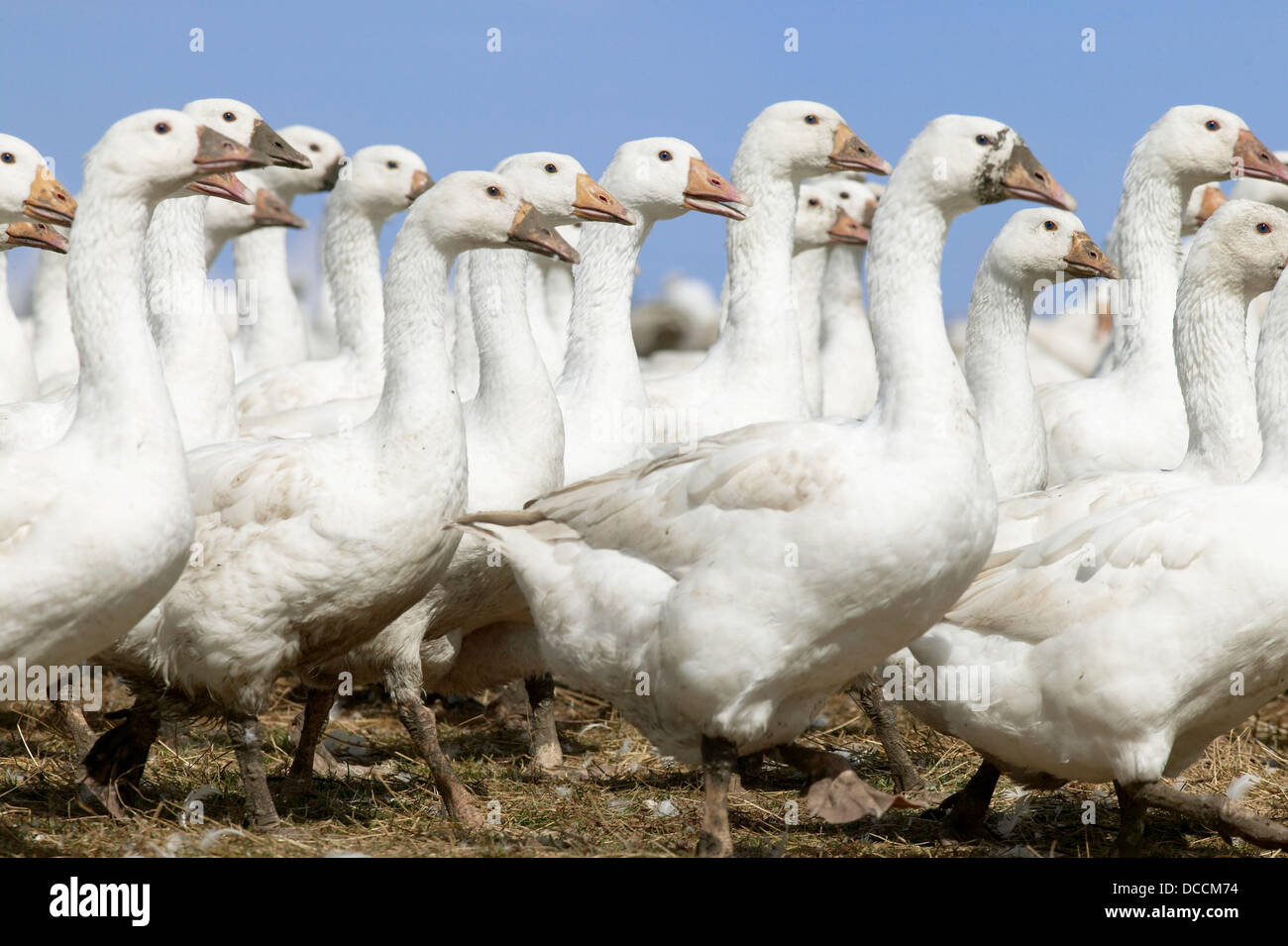 Scania Goose High Resolution Stock Photography and Images - Alamy