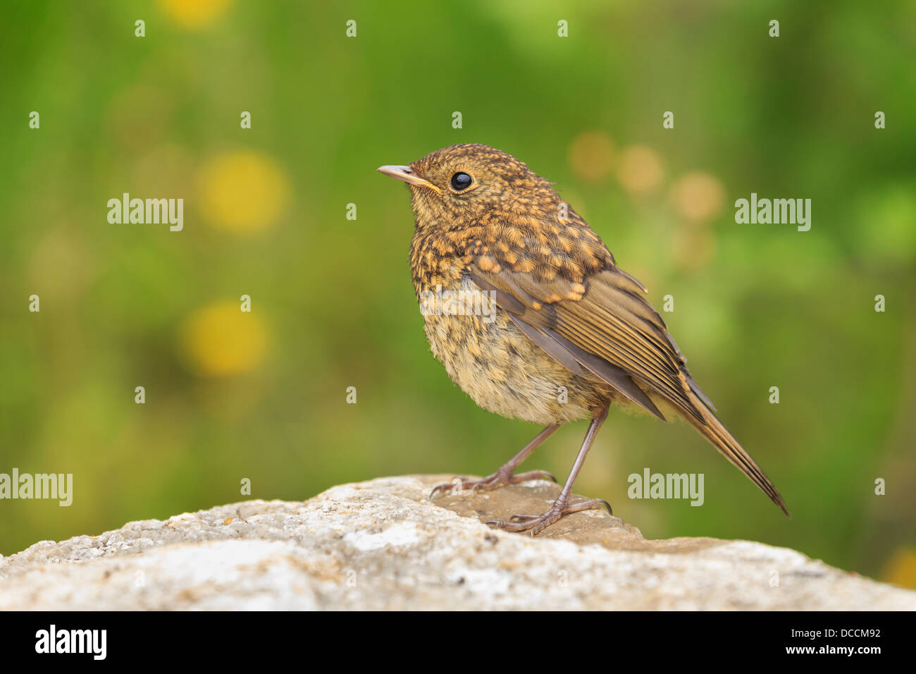 Summer juvenile robin hi-res stock photography and images - Alamy