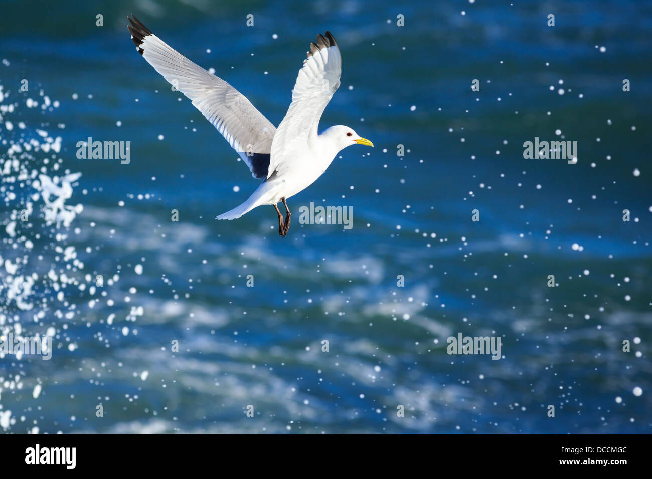 Black-legged Kittiwake in flight against a strong wind Stock Photo - Alamy