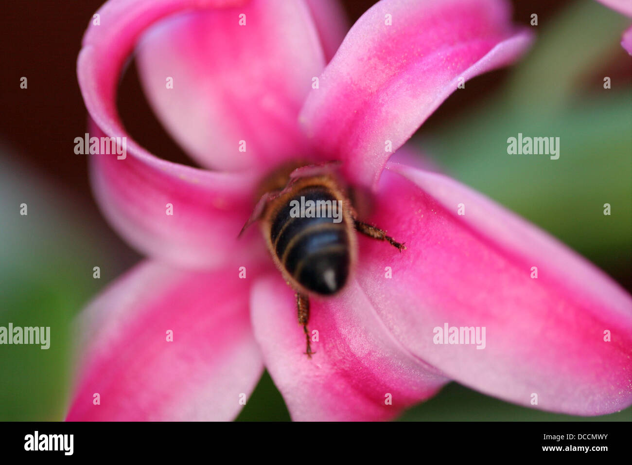Flor de abeja hi-res stock photography and images - Alamy