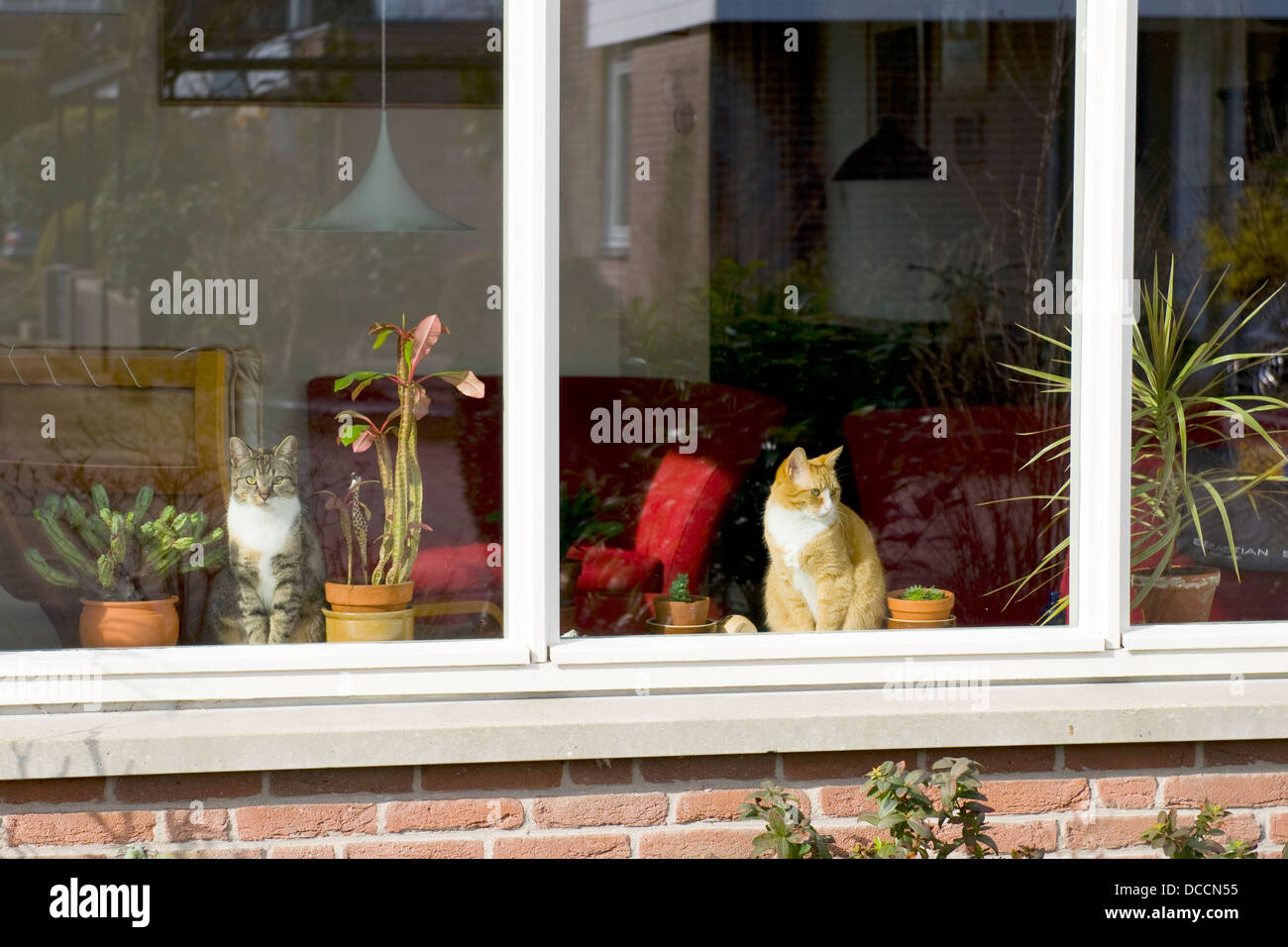 Two cats outside domestic hi-res stock photography and images - Alamy