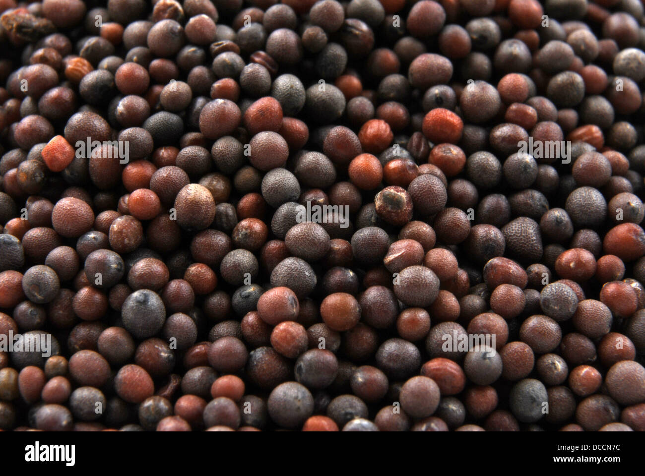 brown mustard seeds are tiny round seed Stock Photo - Alamy
