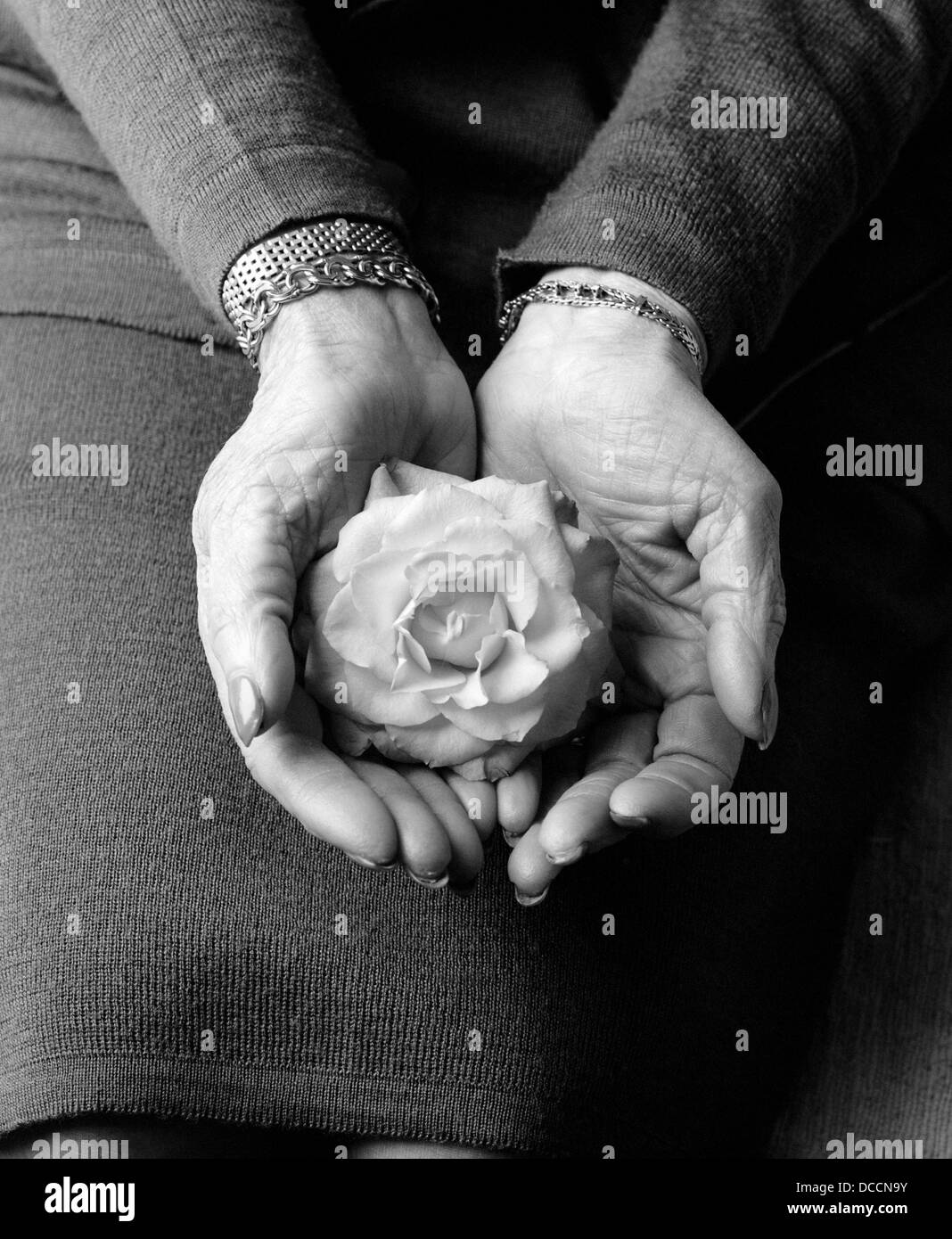 Hand holding rose Black and White Stock Photos & Images - Alamy