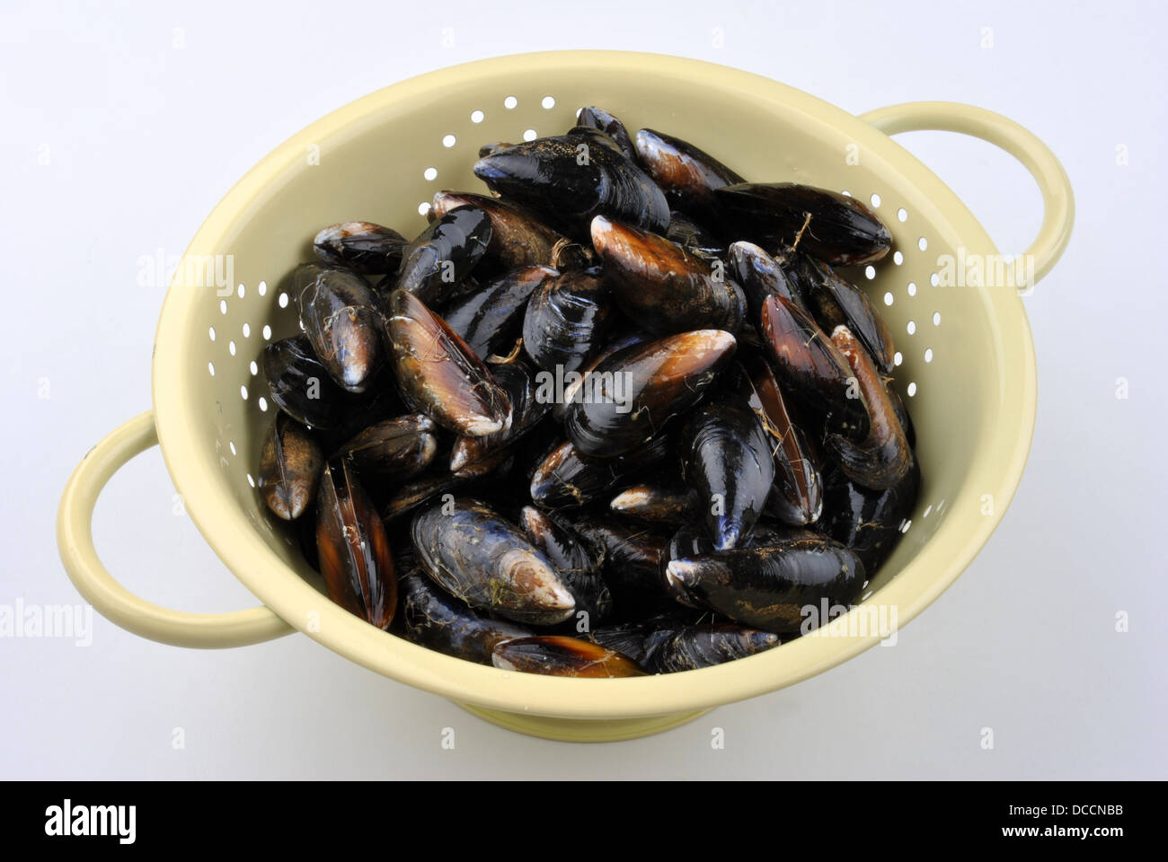 some fresh and organic mussel before preparation Stock Photo - Alamy