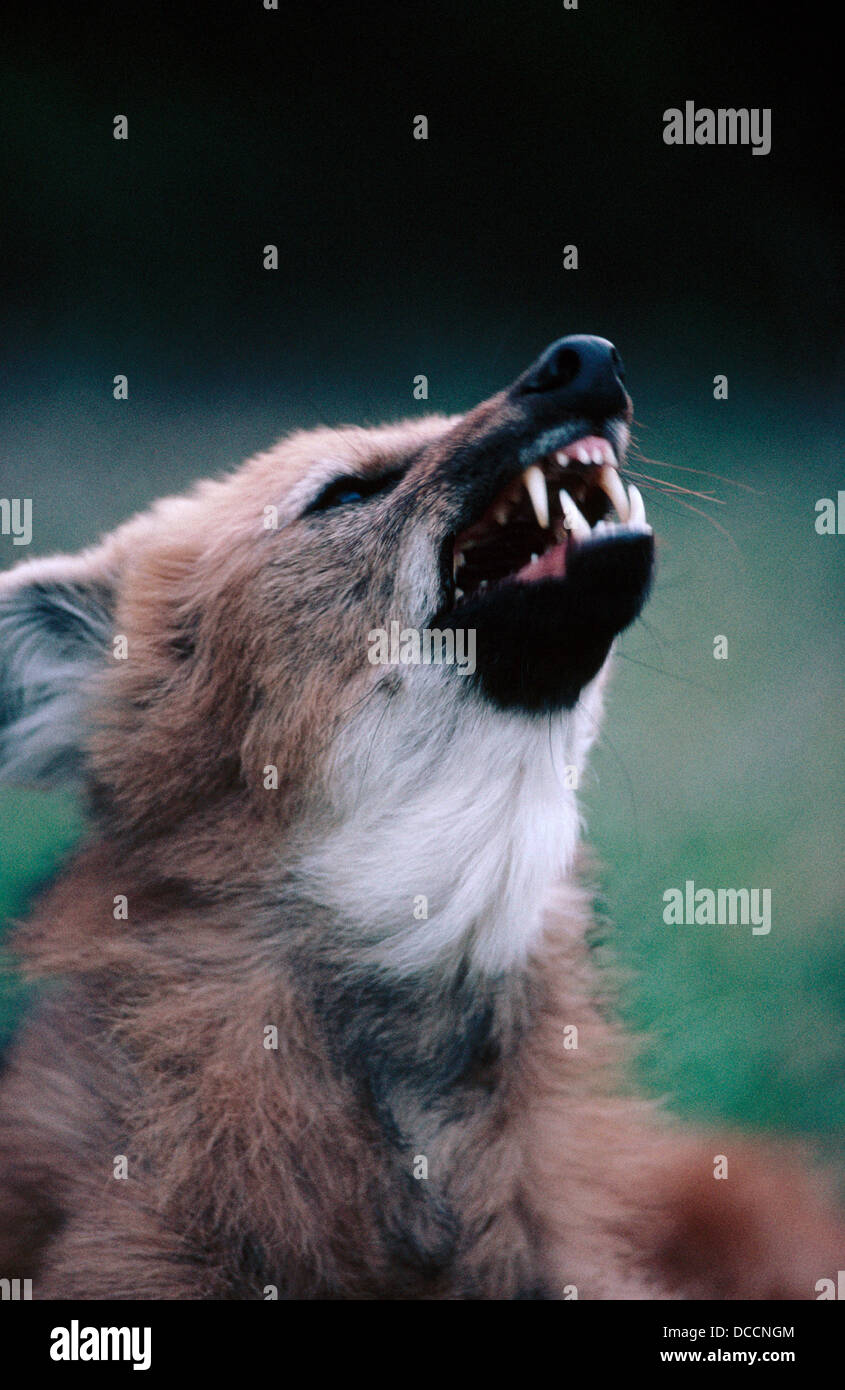 Furious wolf hi-res stock photography and images - Alamy