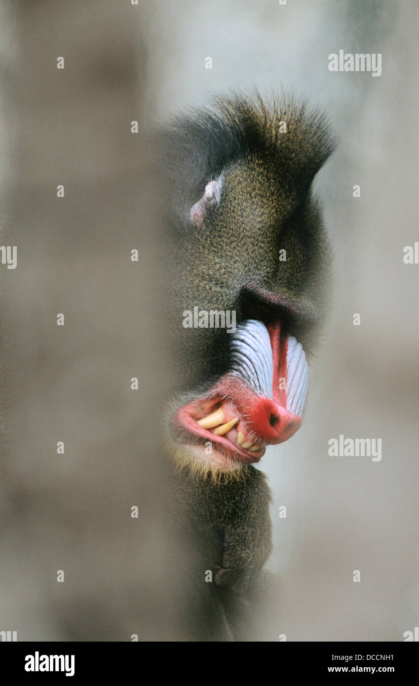 Mandrill (Papio sphinx Stock Photo - Alamy