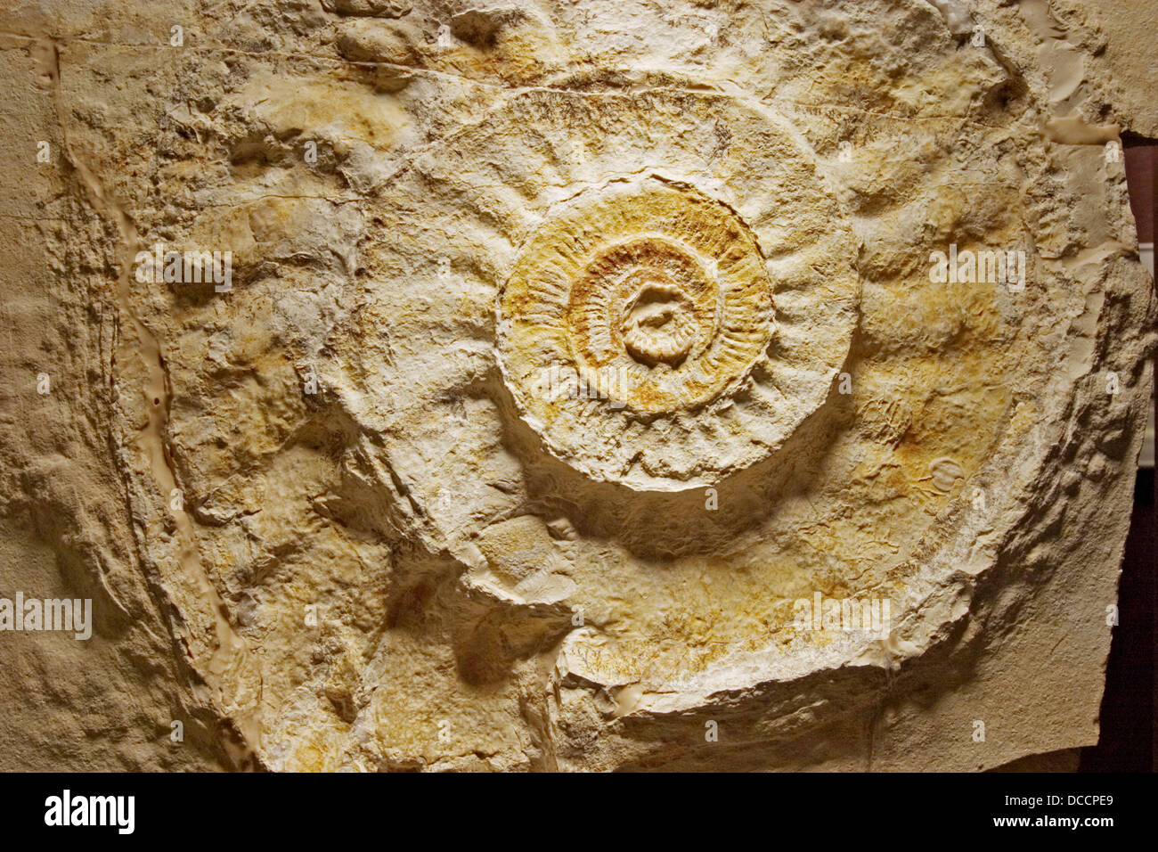Snakestone hi-res stock photography and images - Alamy