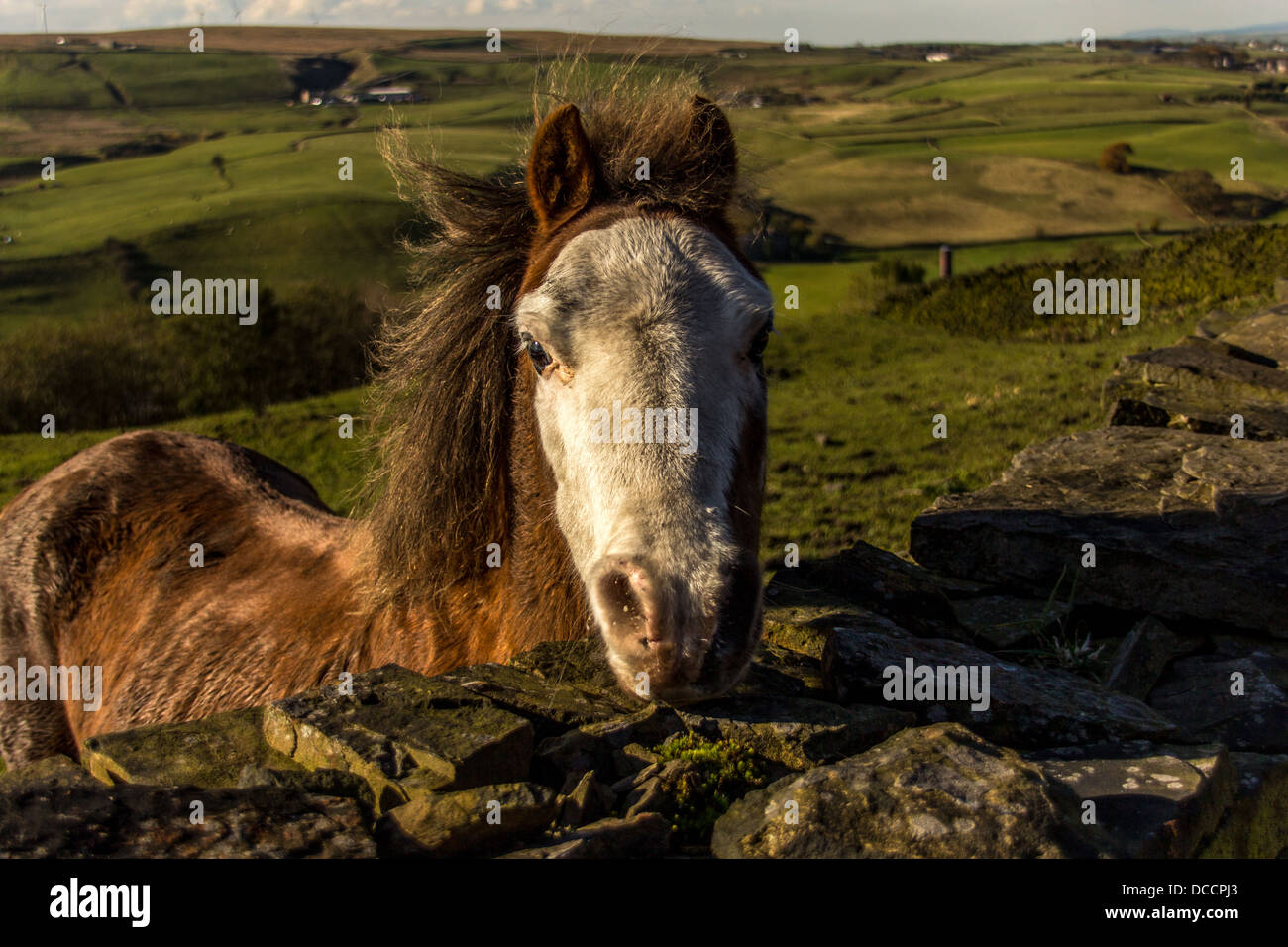 Inquisitive horse looking over stone wall hi-res stock photography and ...