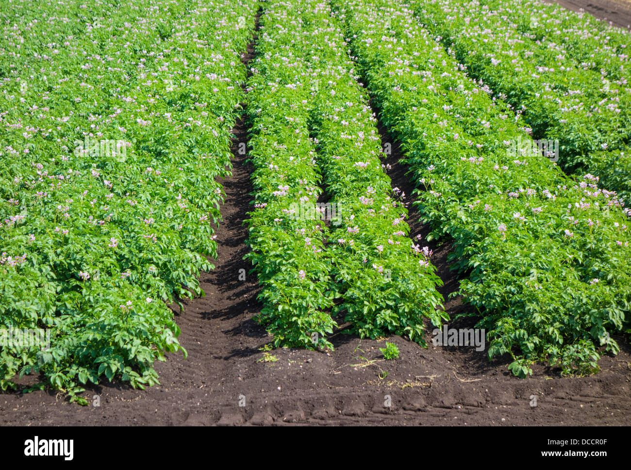 Potato crop in flower Stock Photo - Alamy